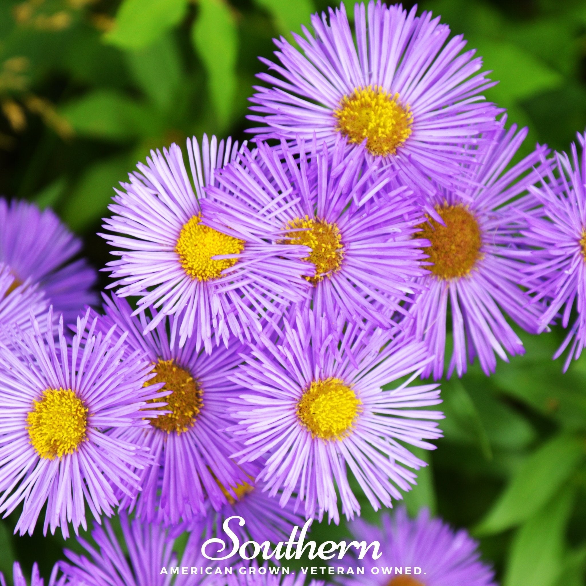 New England Aster – 200 Seeds – EastMichNatives Nature Store