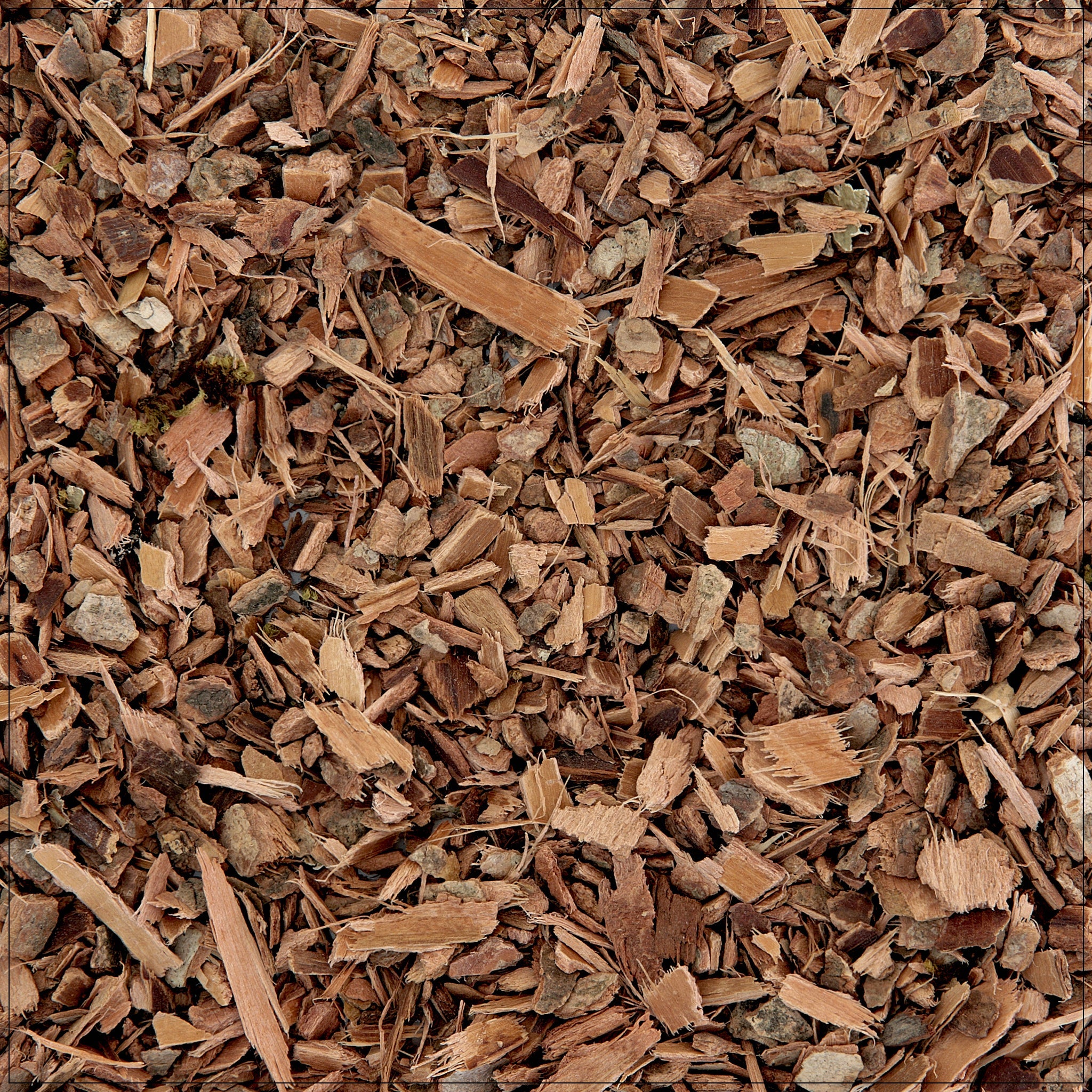 Witch Hazel Bark – EastMichNatives Nature Store